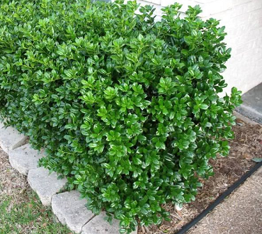 Schefflera Arboricola Hedge