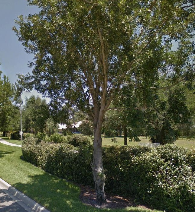 Grounds - Palmer Ranch Master Association